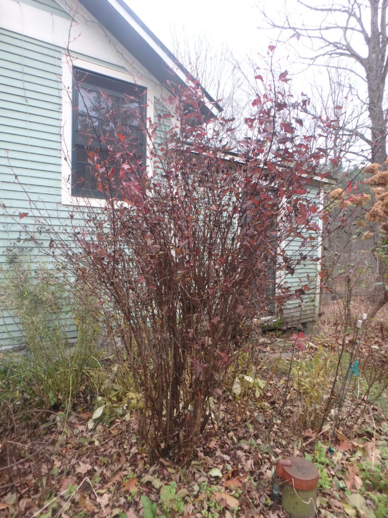 How To Prune Ninebark Bushes at Ryan Hannum blog
